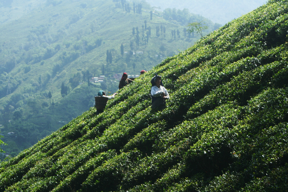 Location matters for a tea garden — Happy Earth Tea
