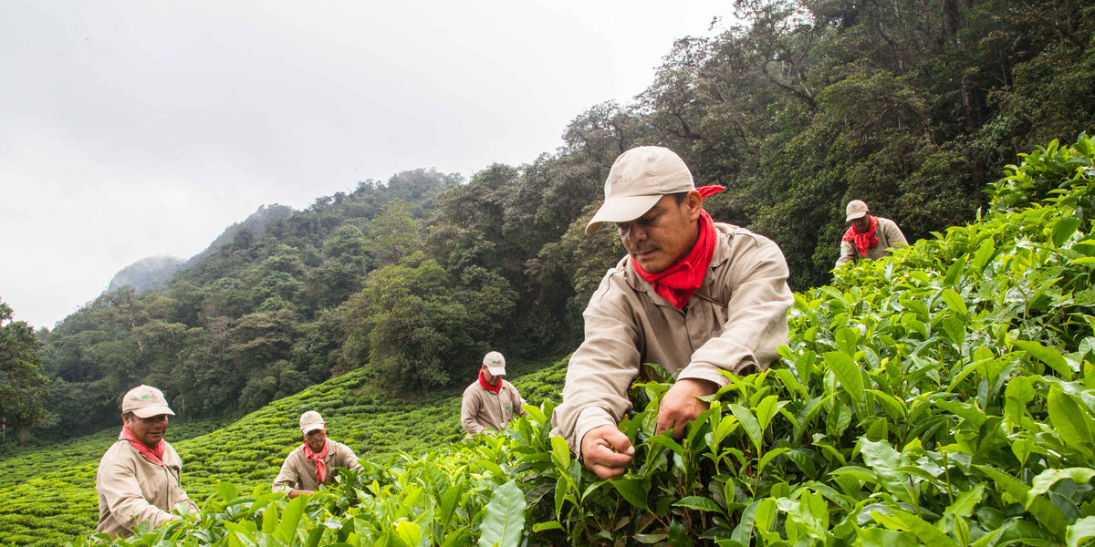 Introducing Colombian Tea! — Happy Earth Tea