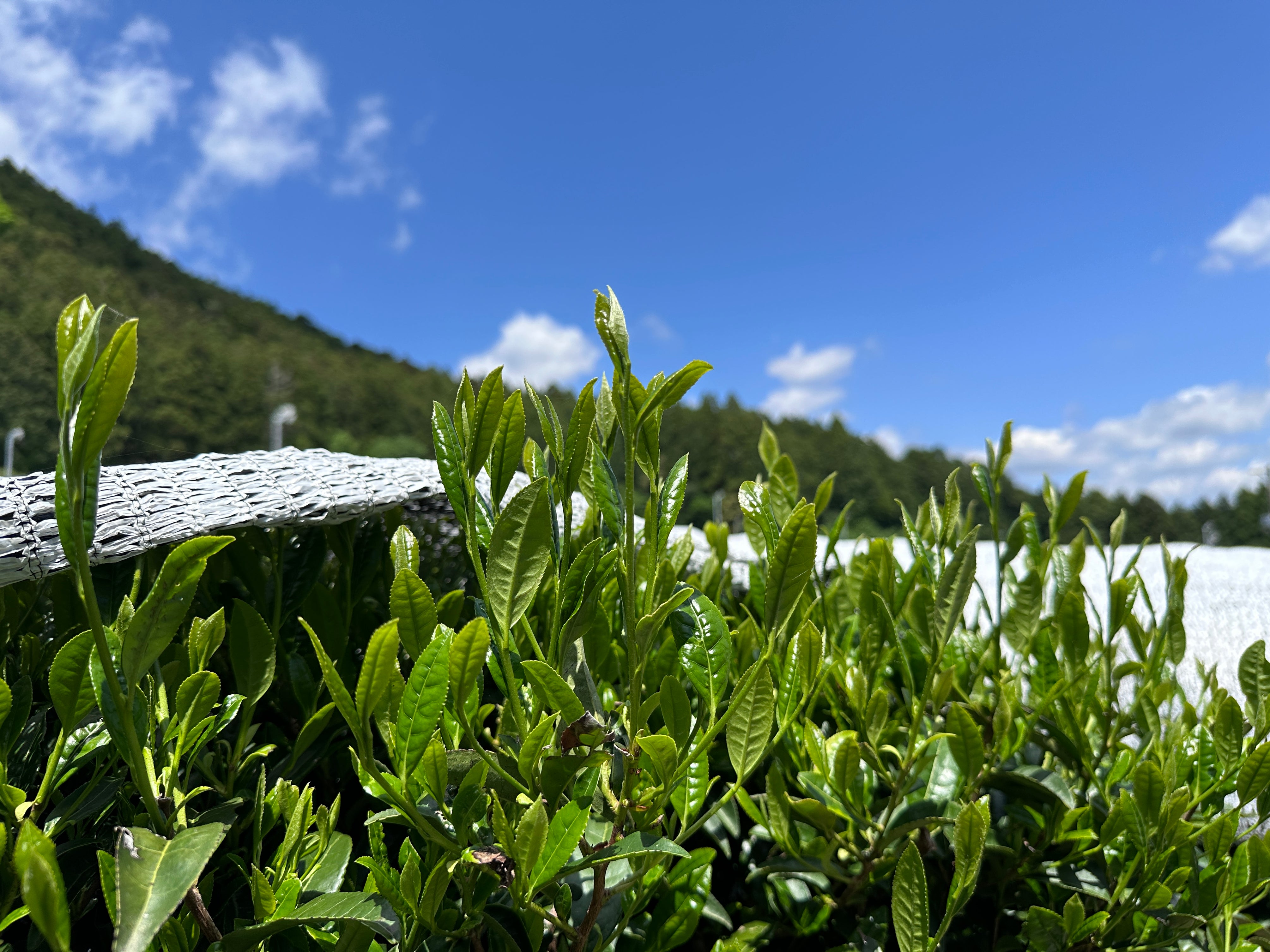 Buy Darjeeling Tea, Green Tea & More | Happy Earth Tea